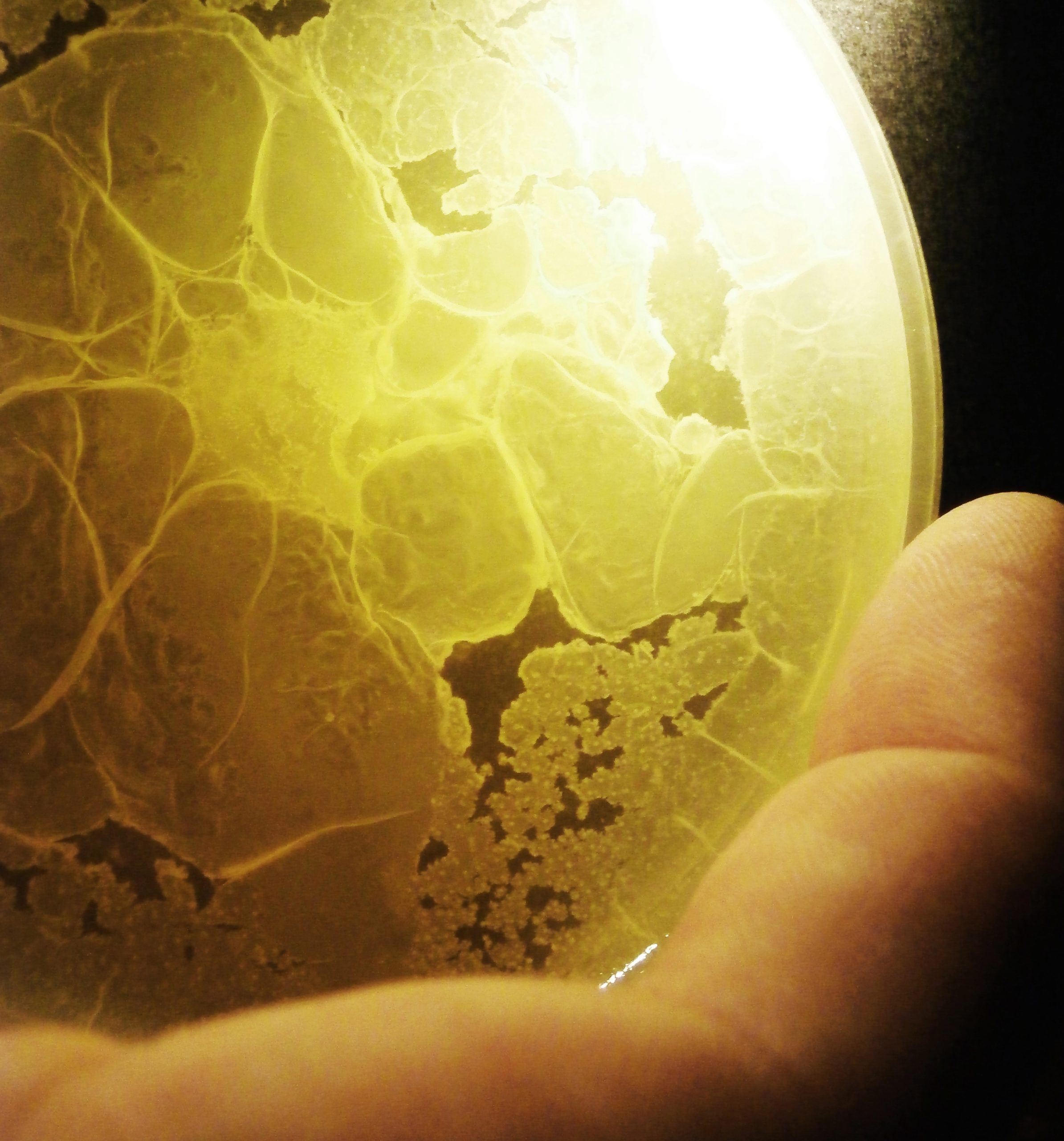 Evolution in a petri dish - Delta