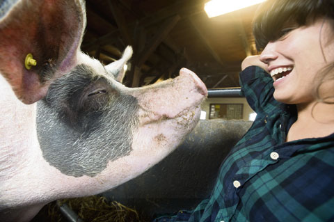 Pigs may play - Delta